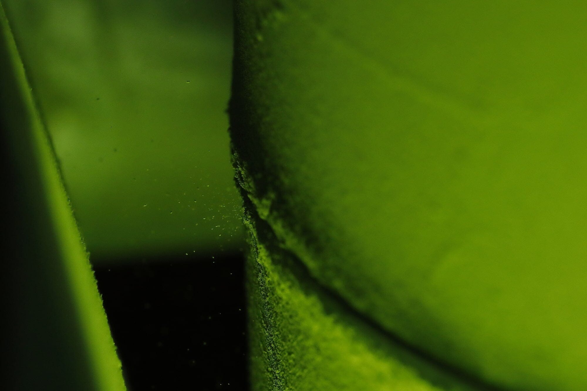 Journey to the Source: Uji, Japan | Rishi Tea