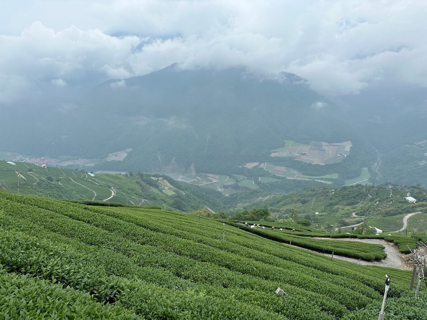 Just Landed Seasonal Garden Direct Teas | Rishi Tea