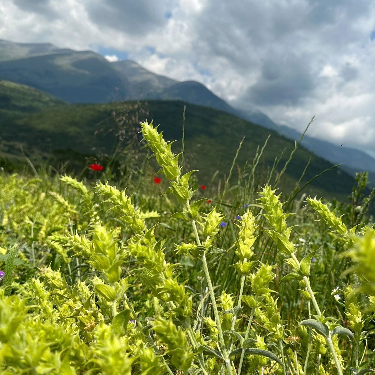 Greek Mountain Tea | Rishi Tea