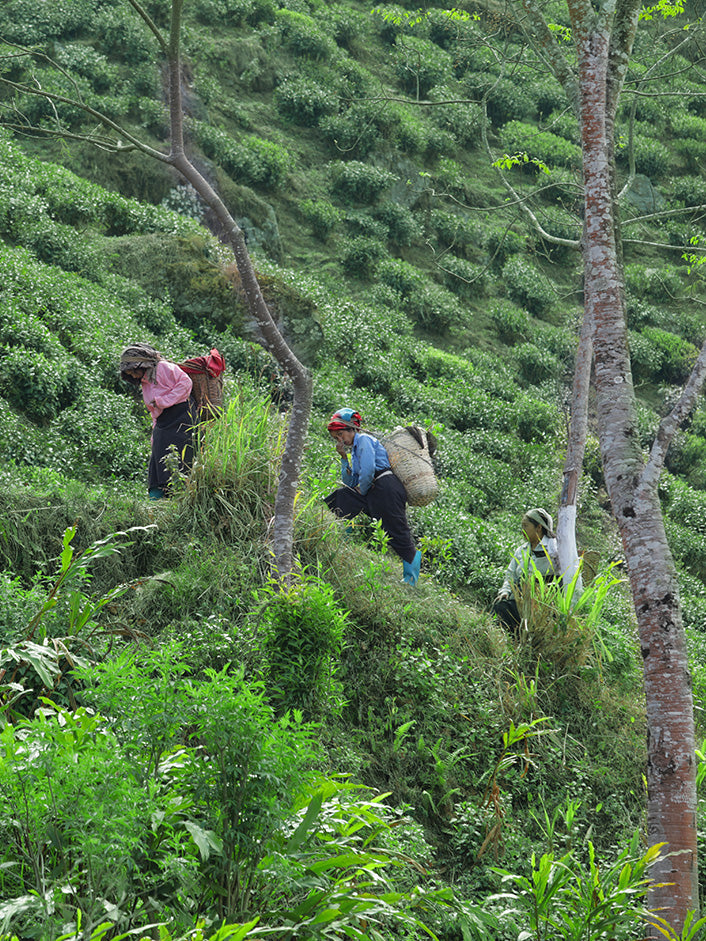 Darjeeling First Flush Phoobsering DJ2 | Rishi Tea